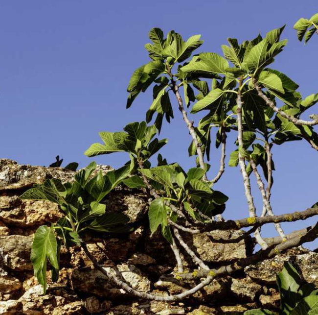 Grupos de Jesús – 3 Quaresima – C (Luca 13,1-9) - Grupos de Jesús